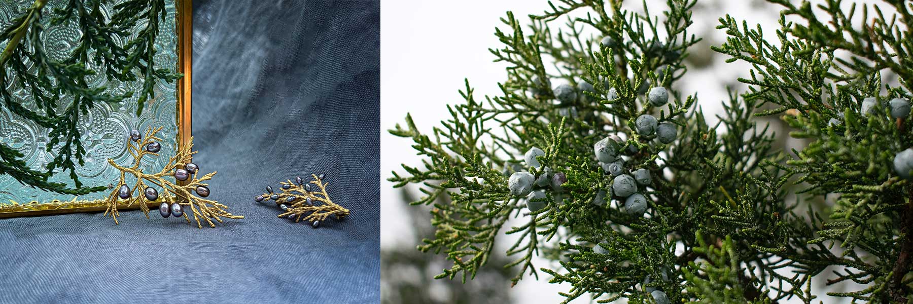 Juniper – Michael Michaud US