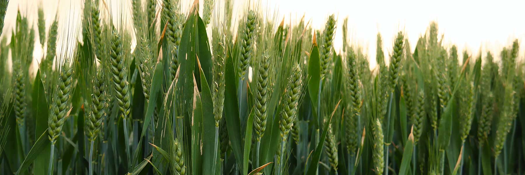 Wheat – Michael Michaud US
