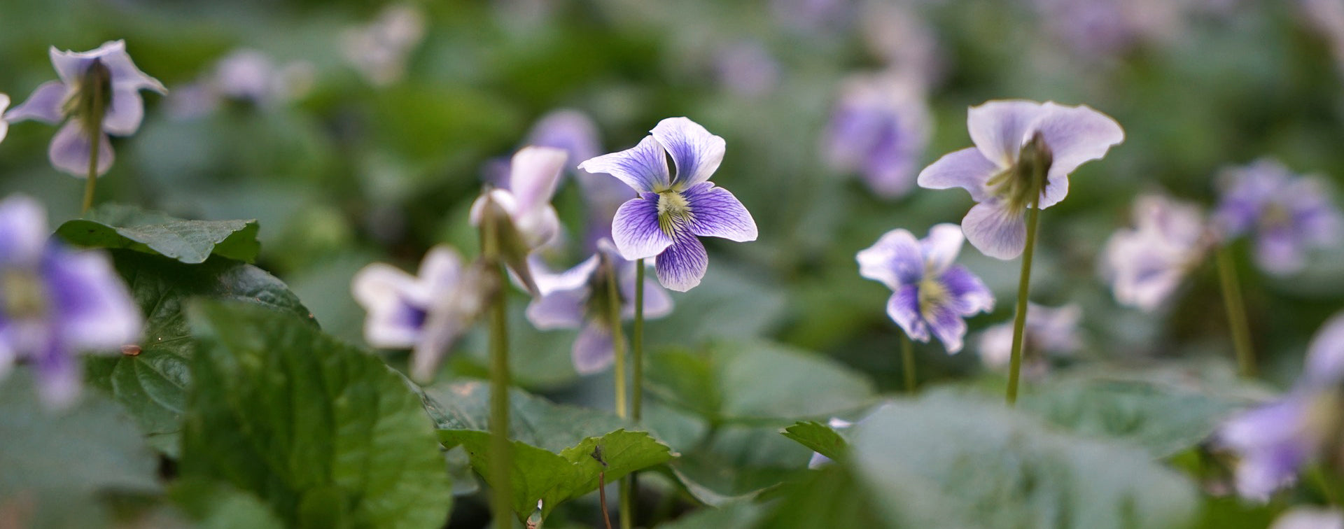 Wild Violet – Michael Michaud US