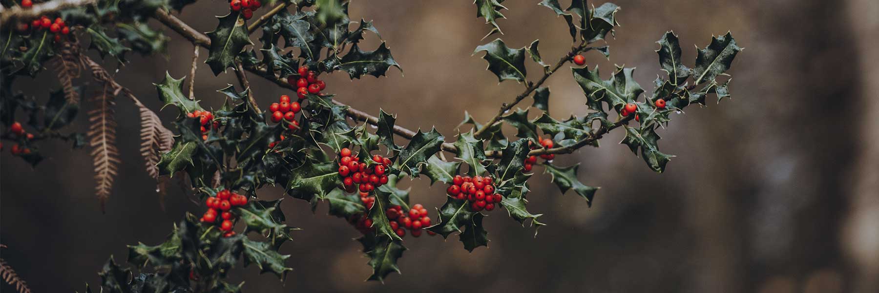 Holly – Michael Michaud US