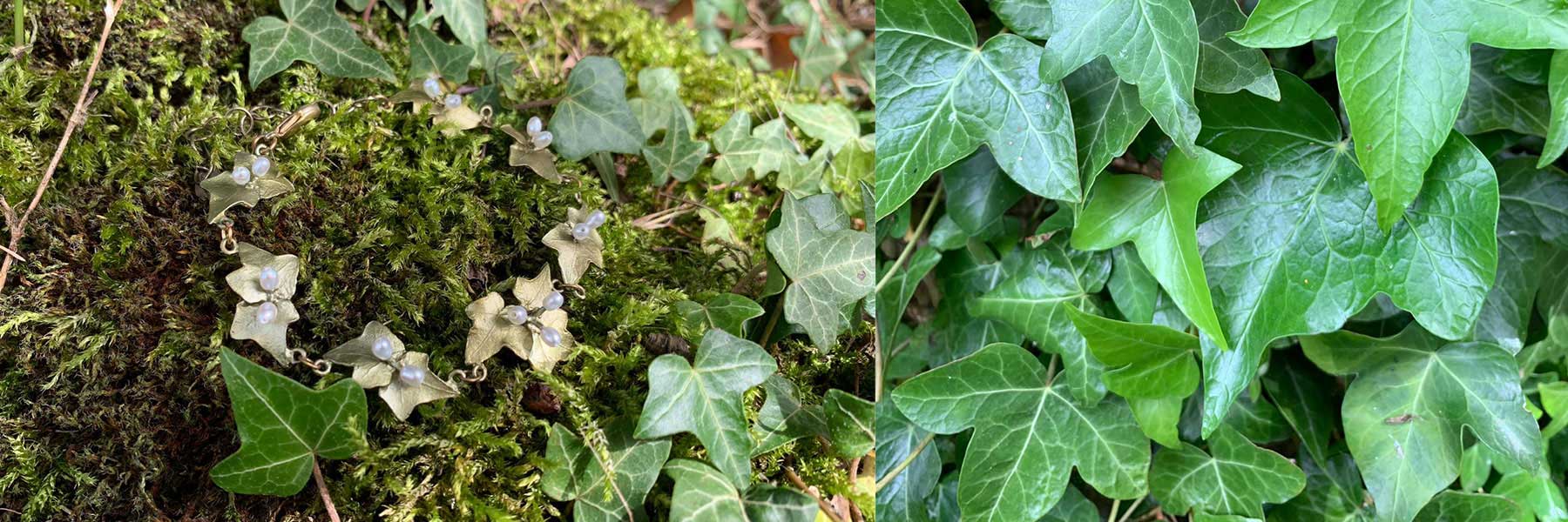 Ivy – Michael Michaud US