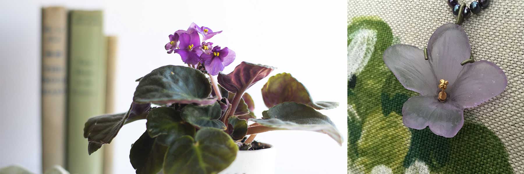 African Violet – Michael Michaud US