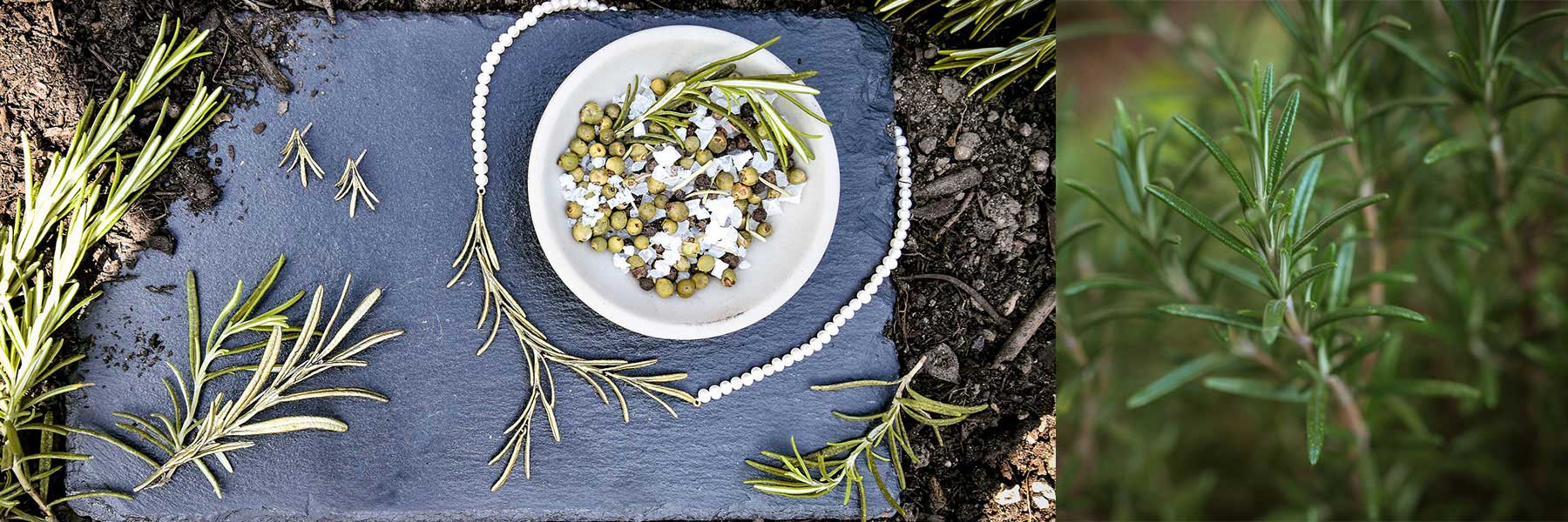 Rosemary – Michael Michaud US