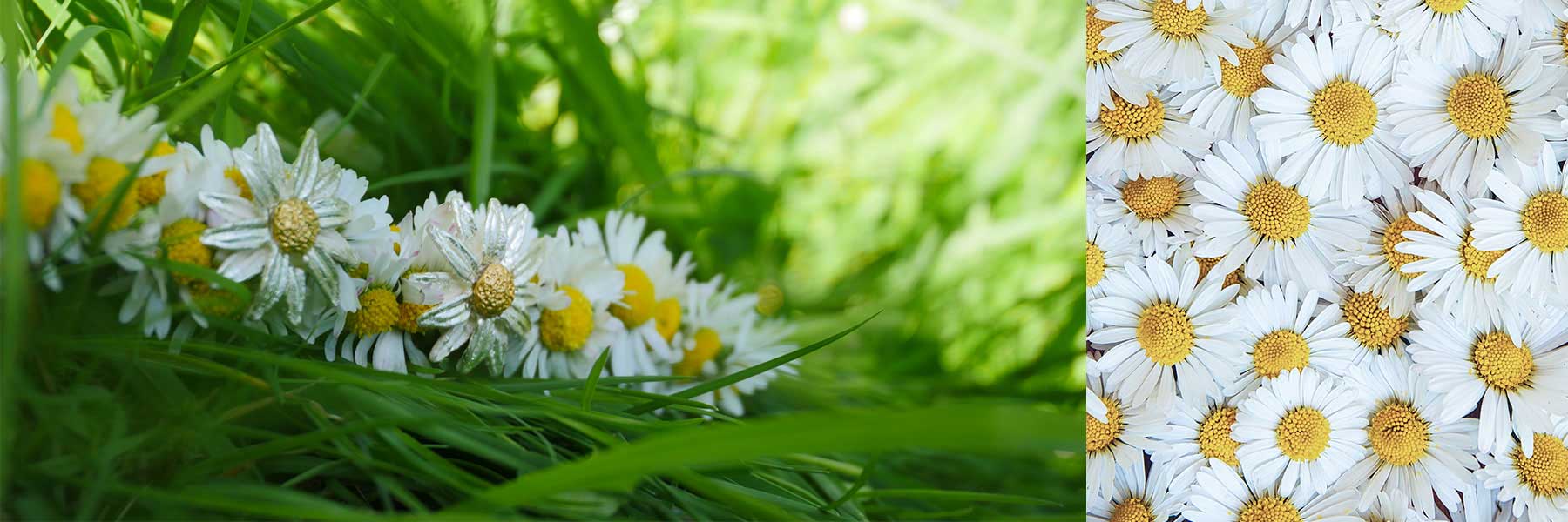 Daisy – Michael Michaud US